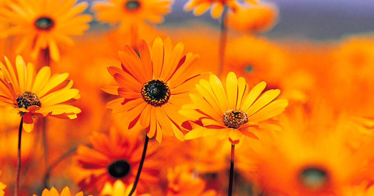 In pulvinar, massa id adipiscing elit - Vestmannaeyjar